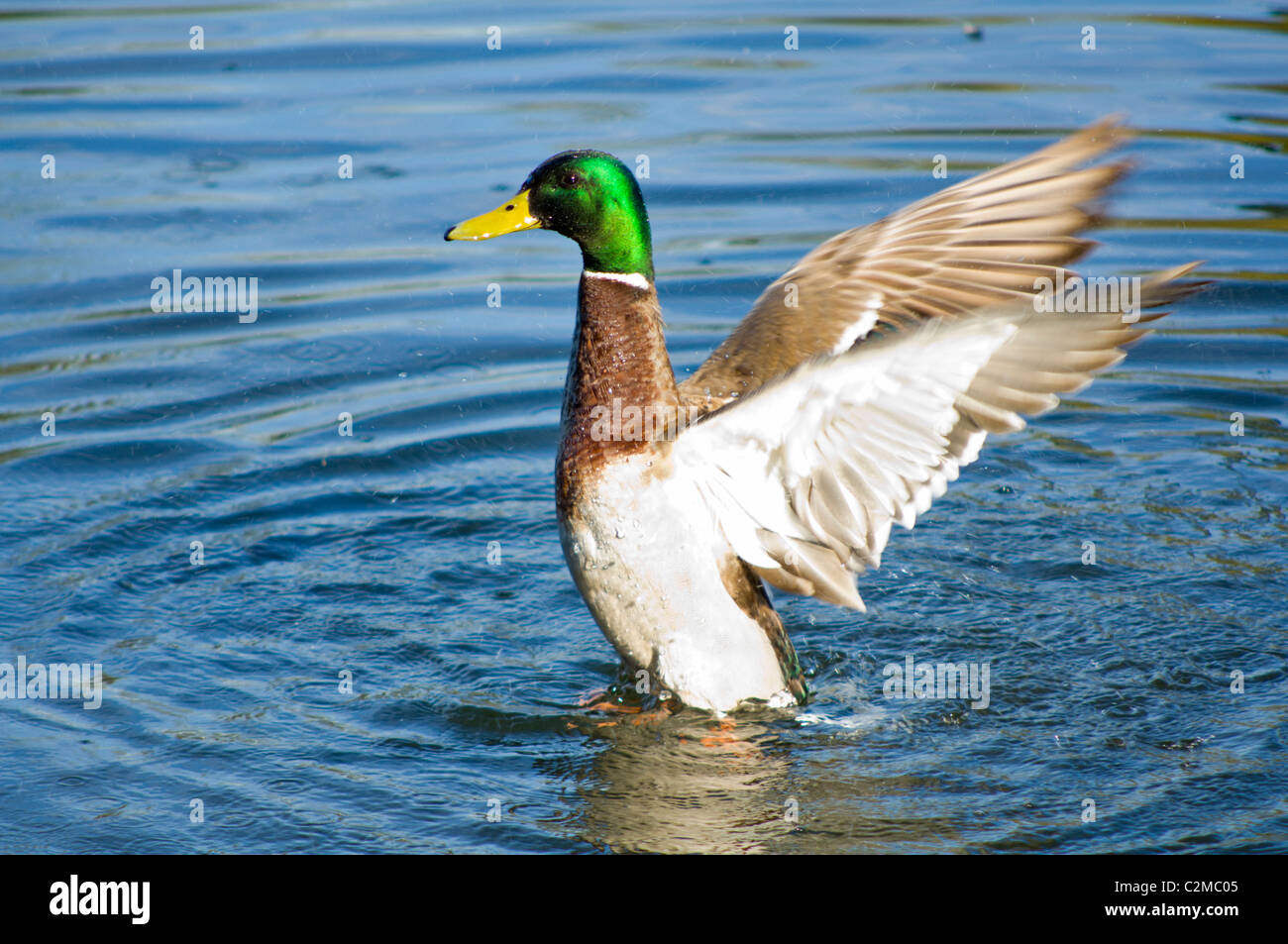 Mallard Taking Off At Crystal Springs Rhododendron Garden Stock Photo ...