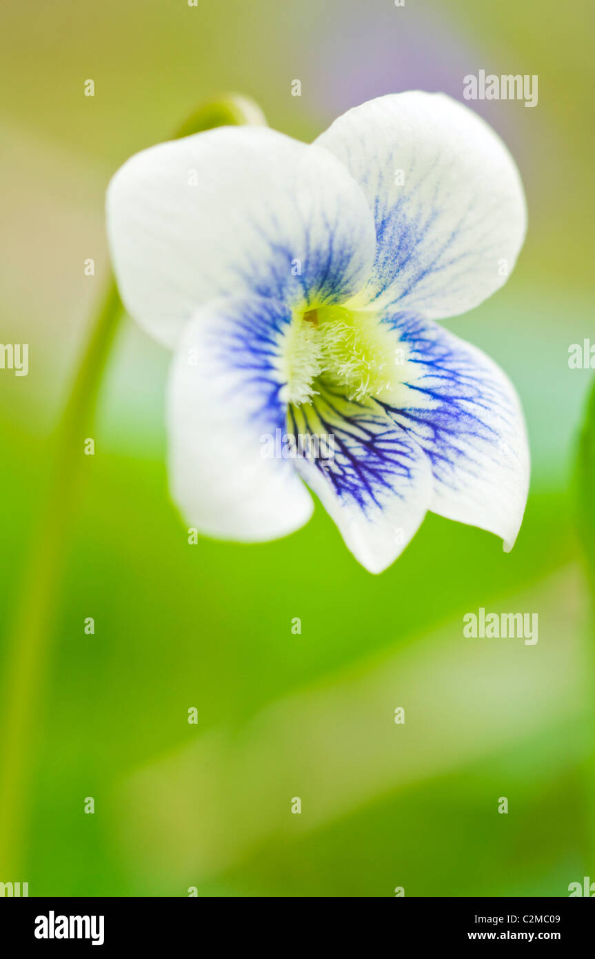 Image of wild violets hi-res stock photography and images - Alamy