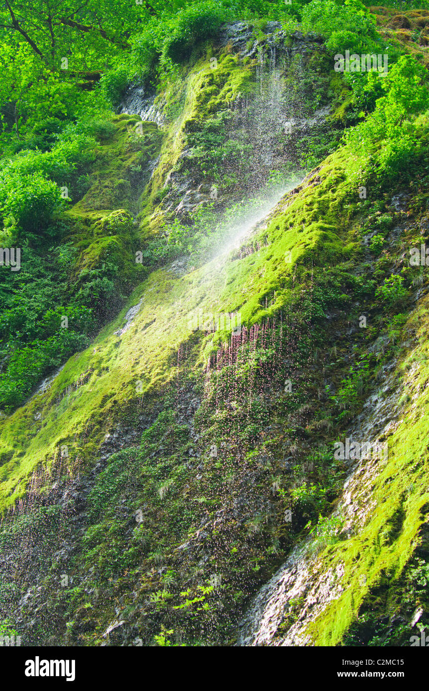 Spring Trickle And Moss, Tanner Creek Falls, Columbia River Gorge ...
