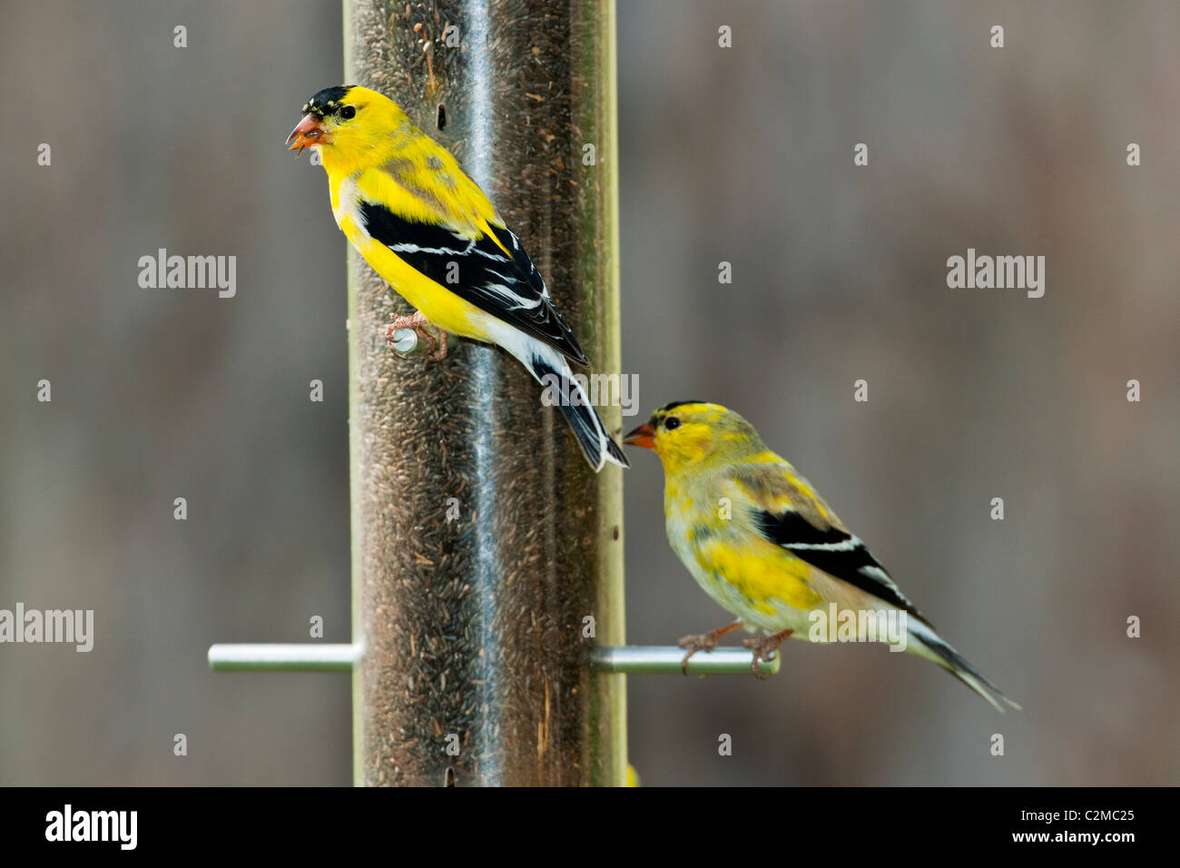 Male Goldfinch in Spring molting to summer colors Stock Photo - Alamy