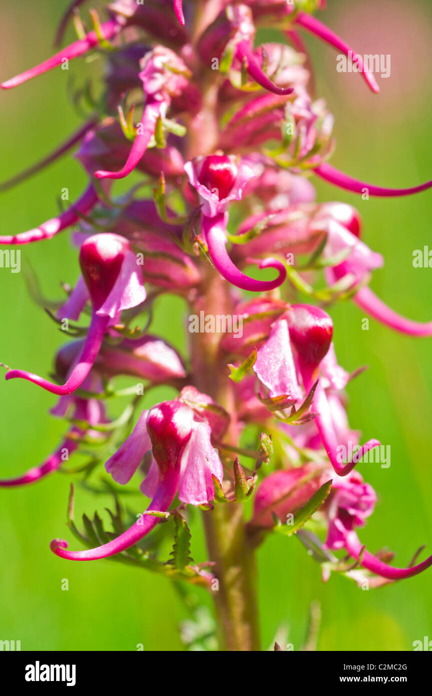 Elephant's head plant hi-res stock photography and images - Alamy