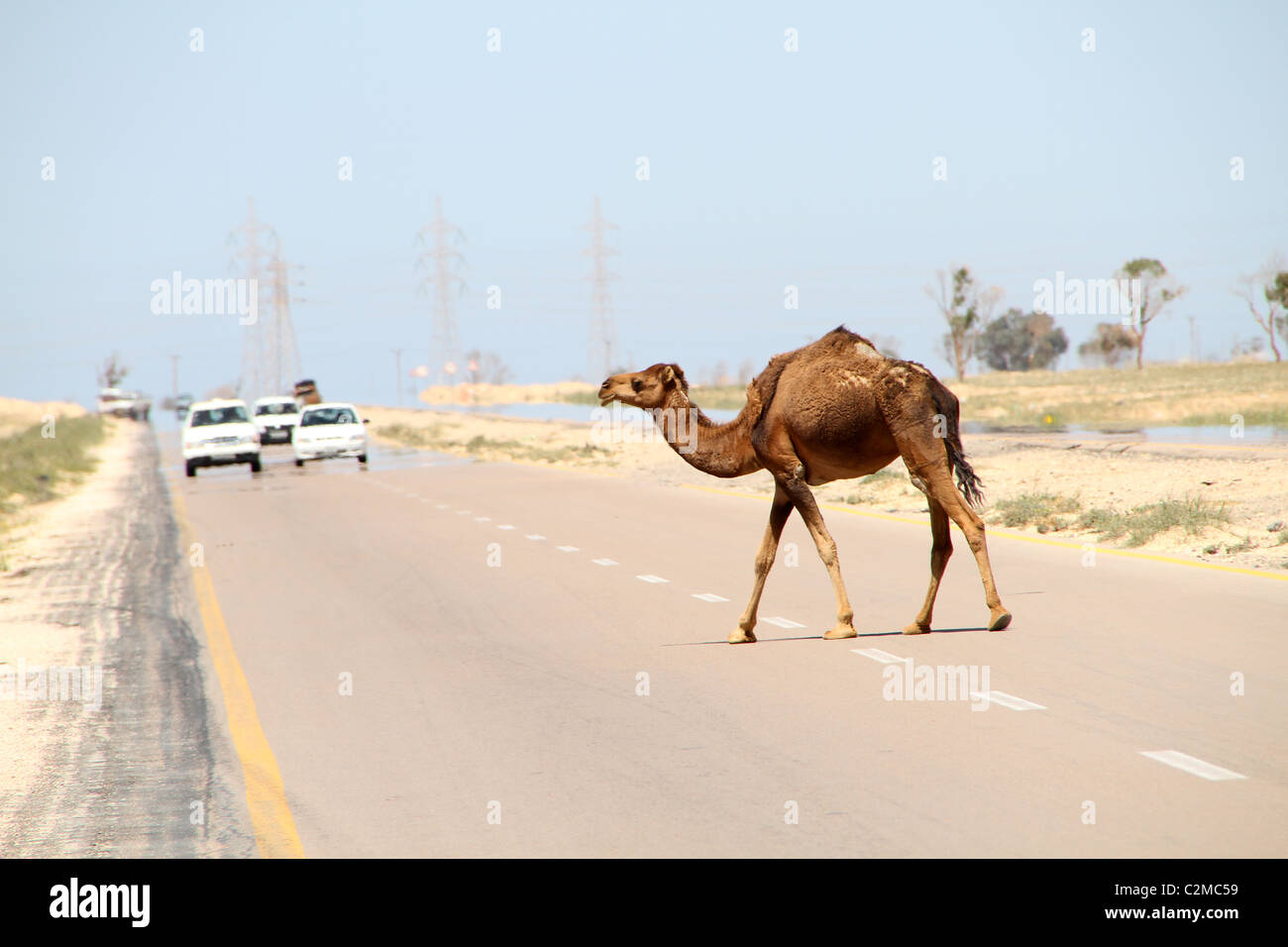 Camel Walking Across Road High Resolution Stock Photography and Images ...