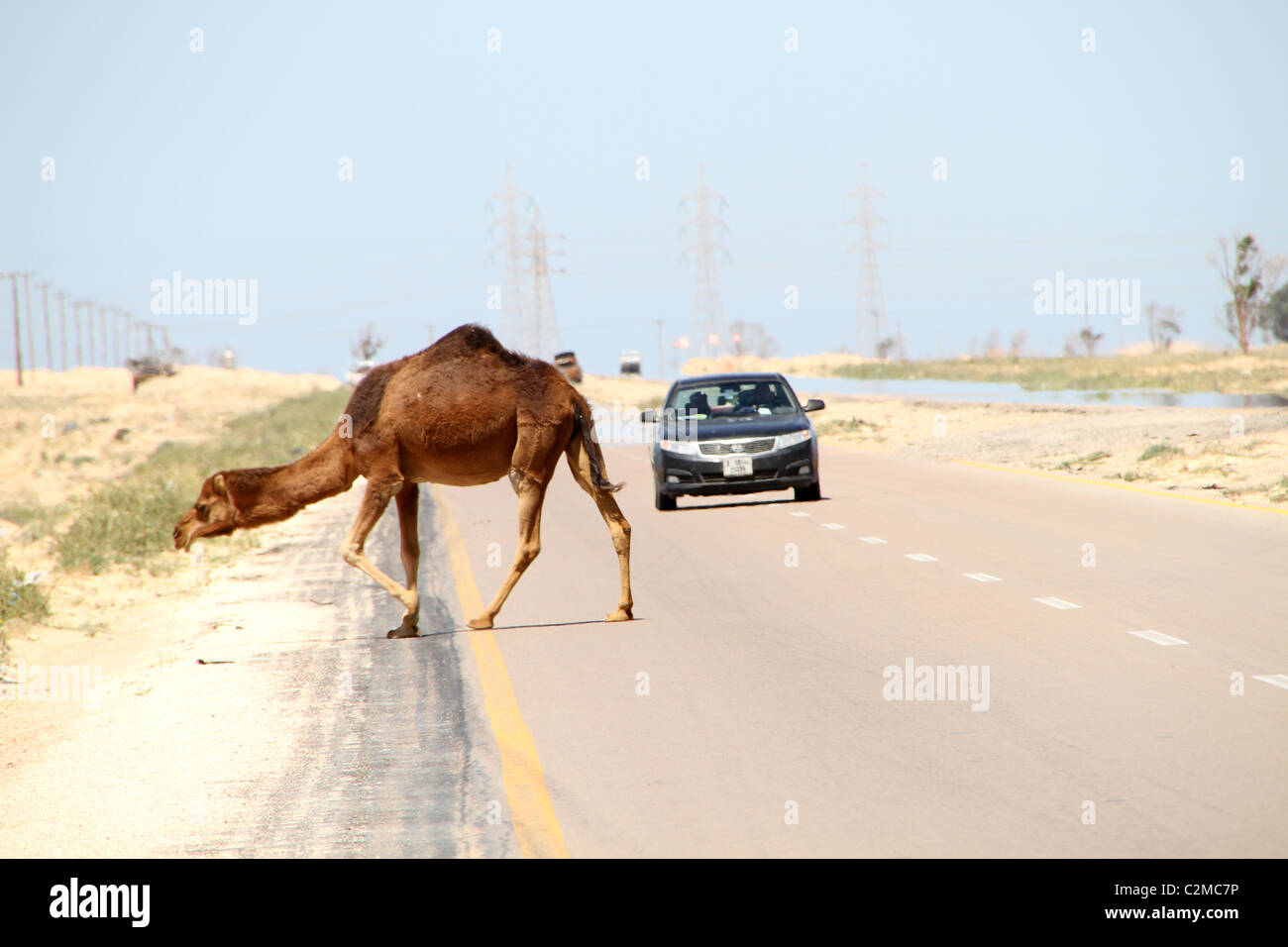 Camels Crossing Road In The Desert High Resolution Stock Photography ...