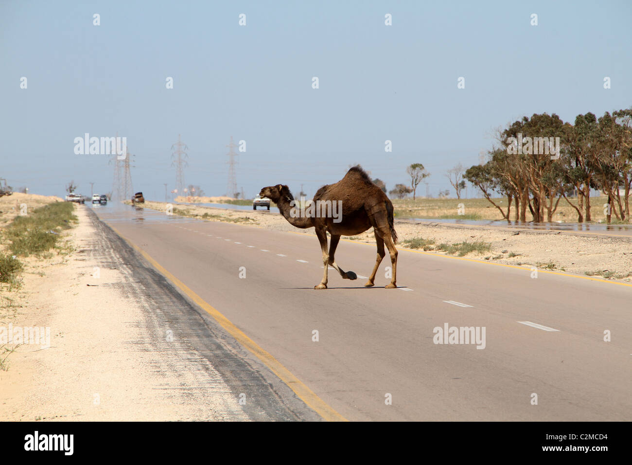 Camel in the road Stock Photo - Alamy