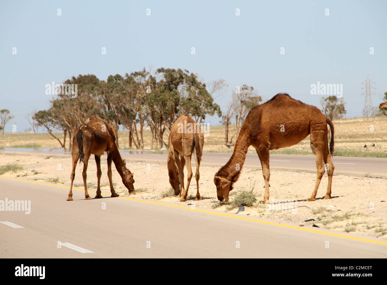 Camels in the road Stock Photo - Alamy