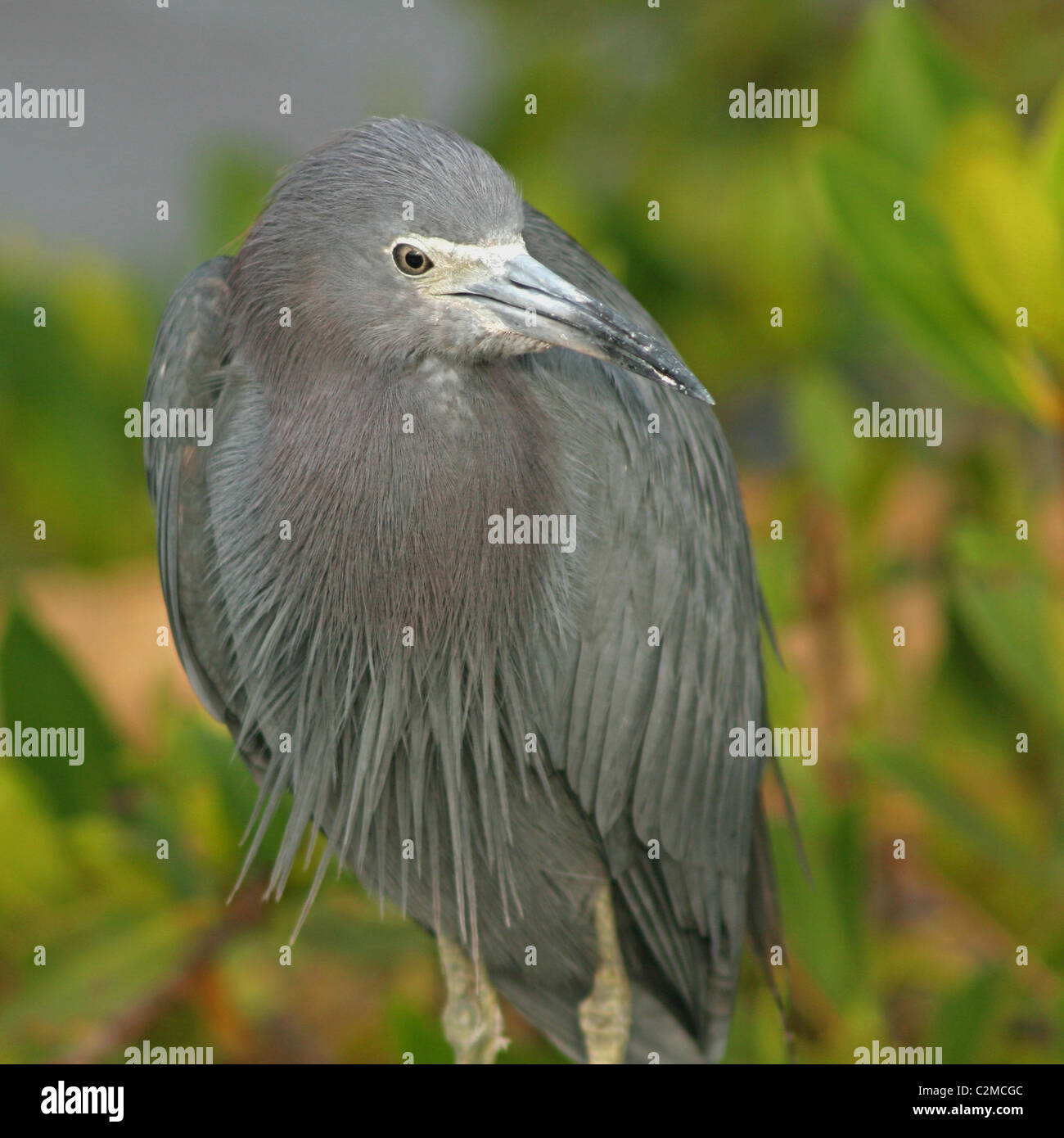 A Little Blue Heron with chest plumes Stock Photo - Alamy