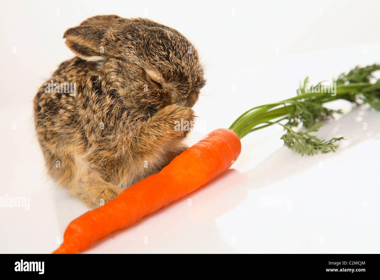 A Baby Rabbit With A Carrot Stock Photo - Alamy