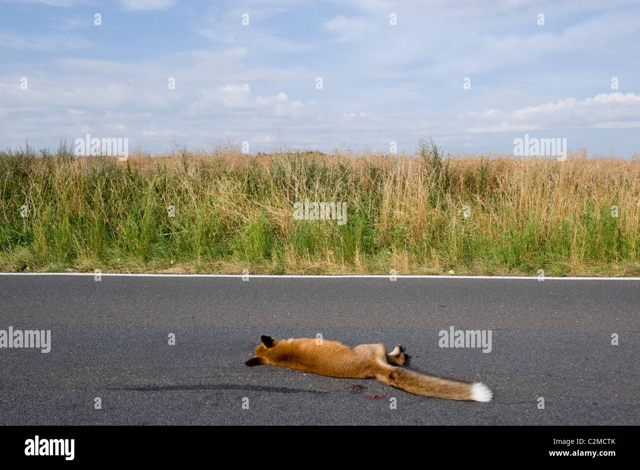 A dead fox on a country road Stock Photo - Alamy