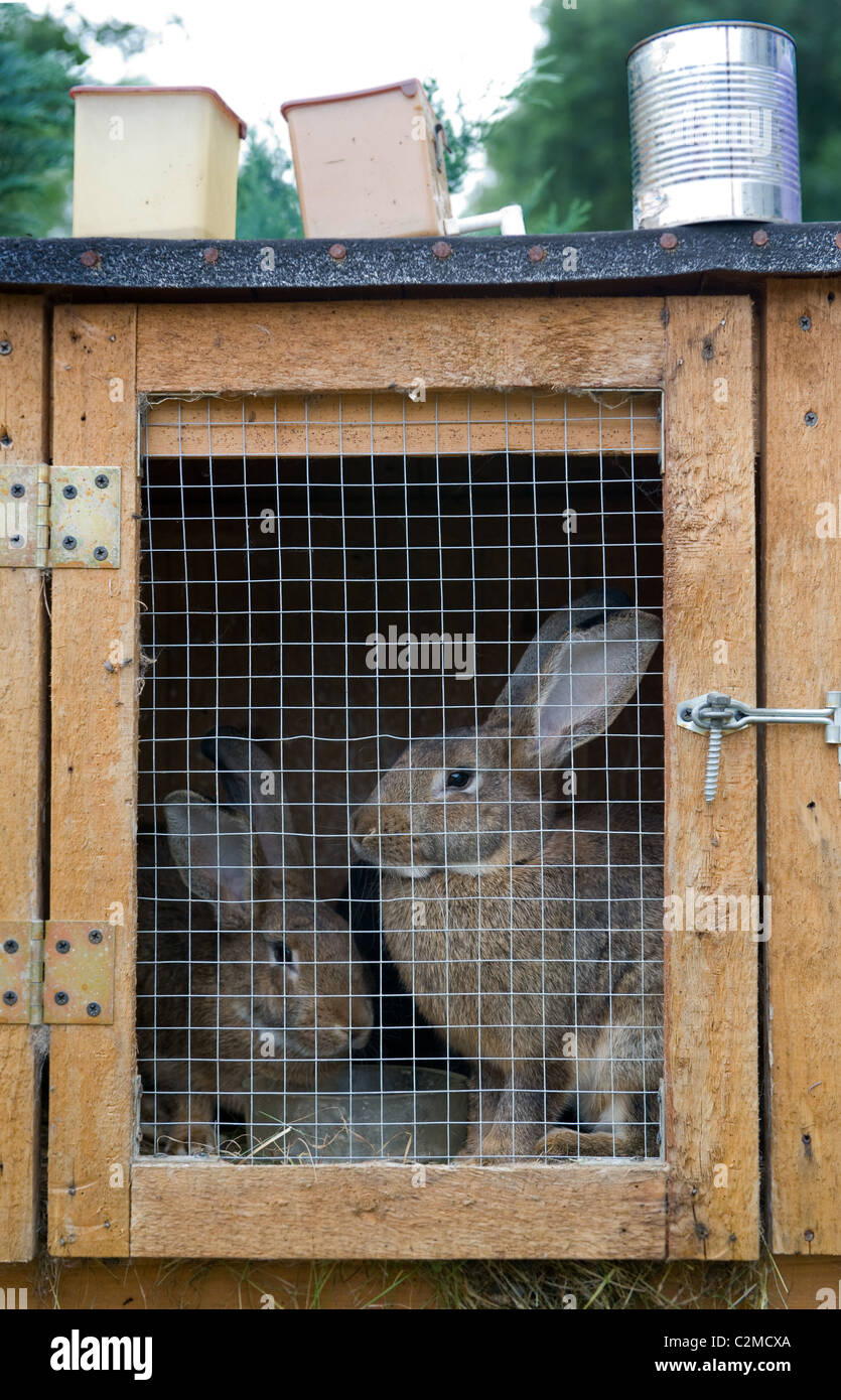 Breed Rabbits High Resolution Stock Photography and Images - Alamy