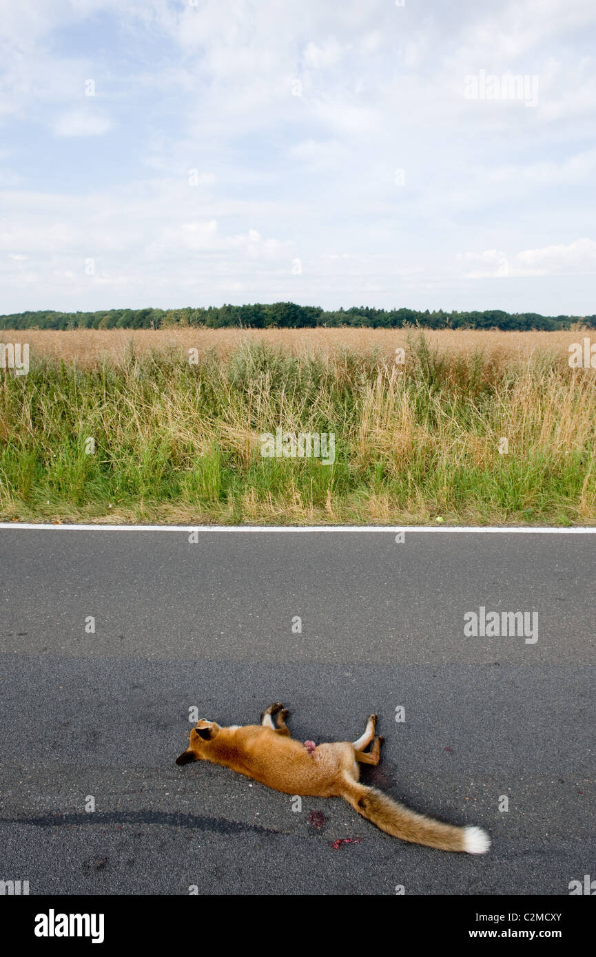 A dead fox on a country road Stock Photo - Alamy