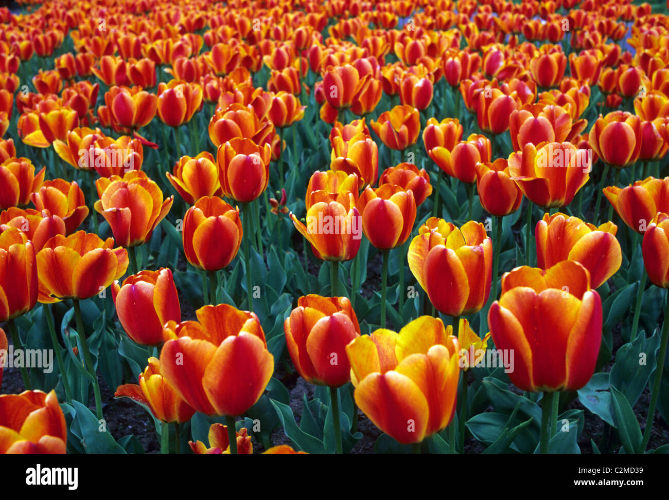Spring in boston hi-res stock photography and images - Alamy