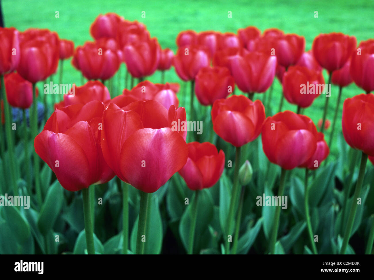 Spring in boston hi-res stock photography and images - Alamy
