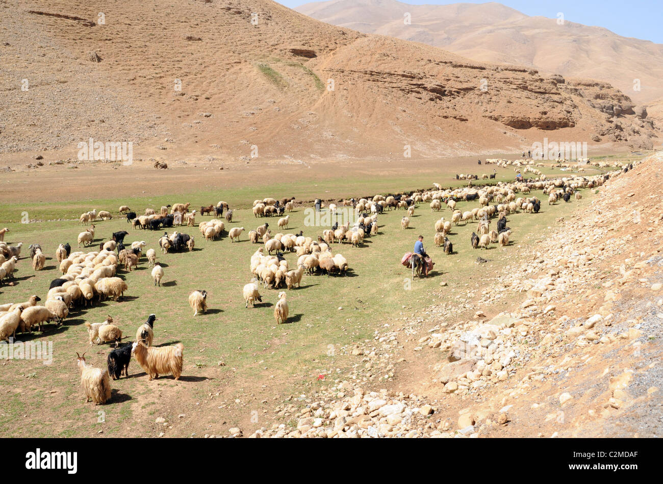 Nomadic Kurdish shepherds and their flock of Anatolian sheep grazing on ...