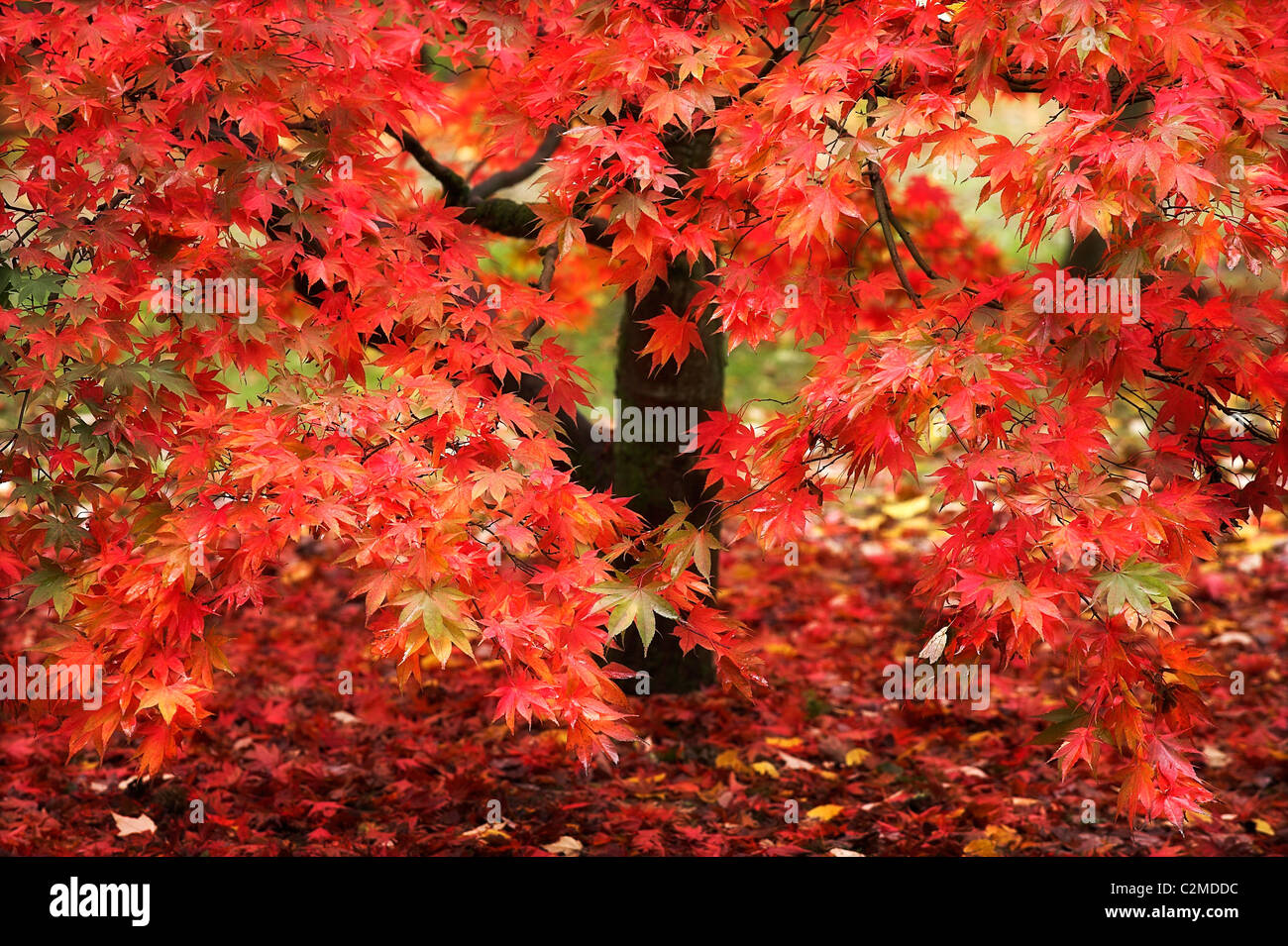 Red acer tree hi-res stock photography and images - Alamy
