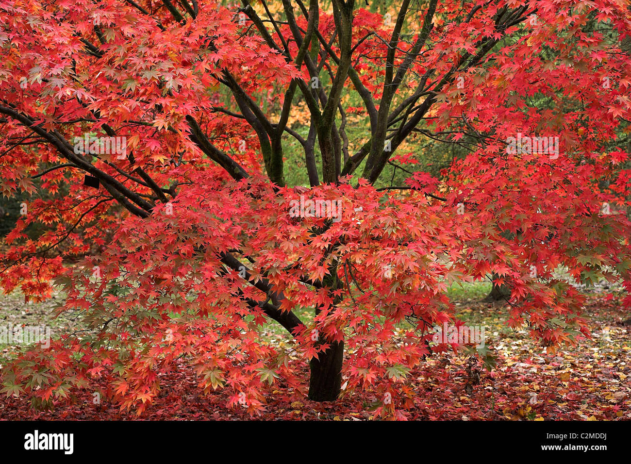 Red acer tree hi-res stock photography and images - Alamy