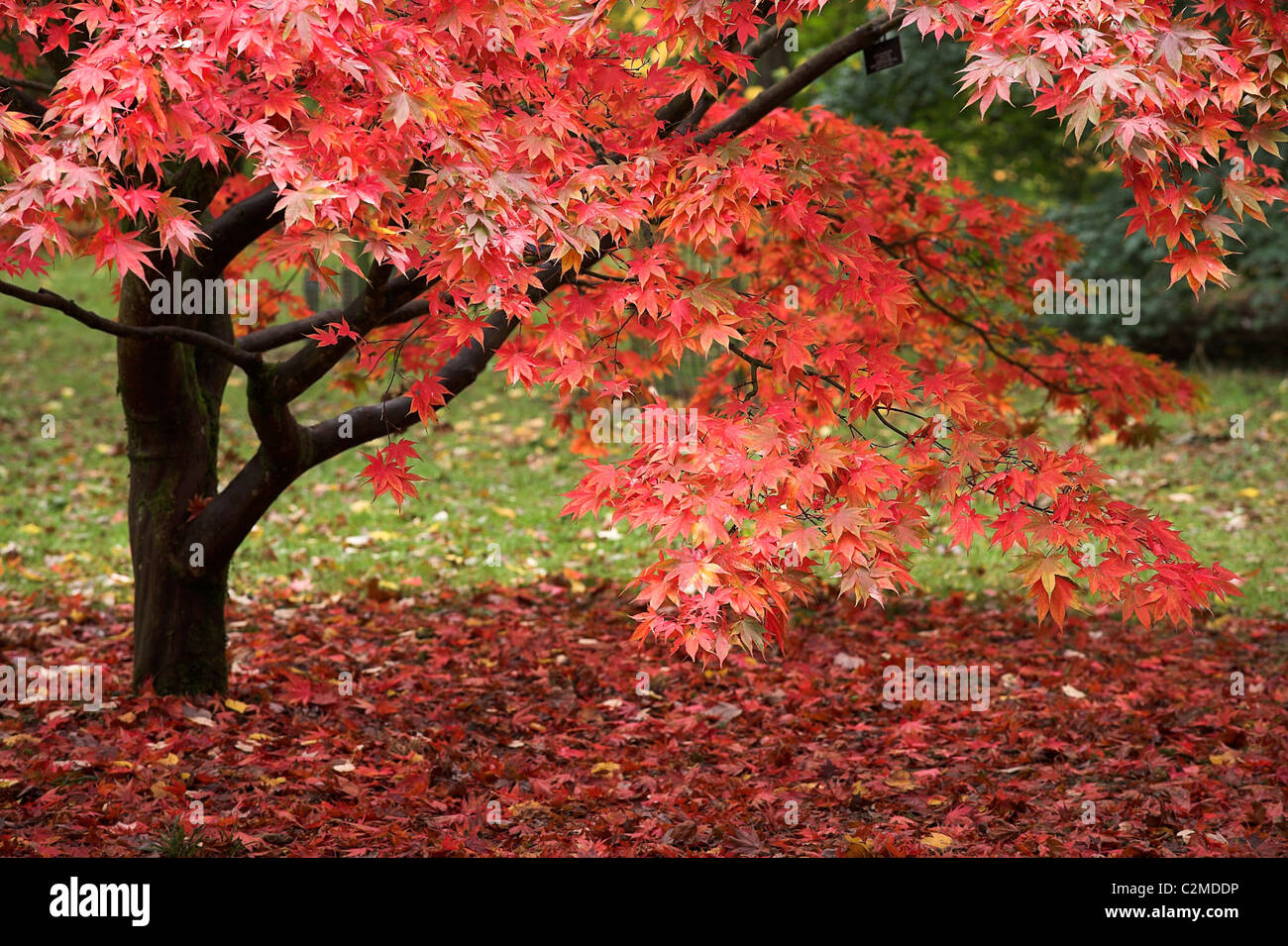 Red acer trees hi-res stock photography and images - Alamy