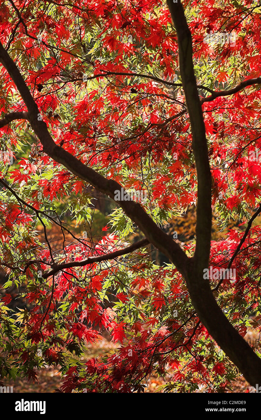 Red Acer Tree Stock Photo - Alamy