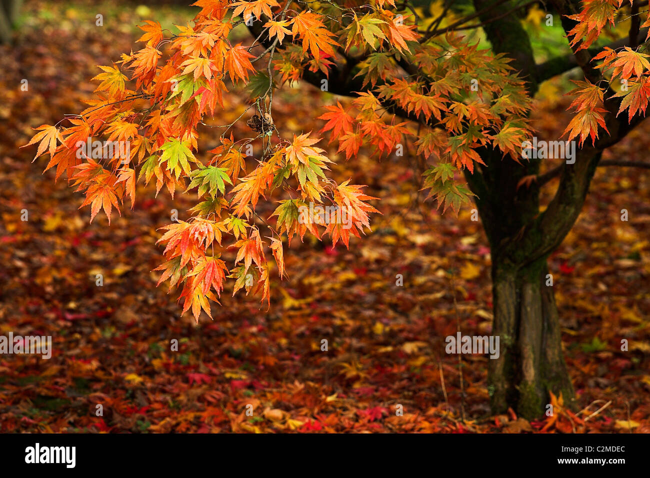 Japanese Maple Tree Stock Photo - Alamy