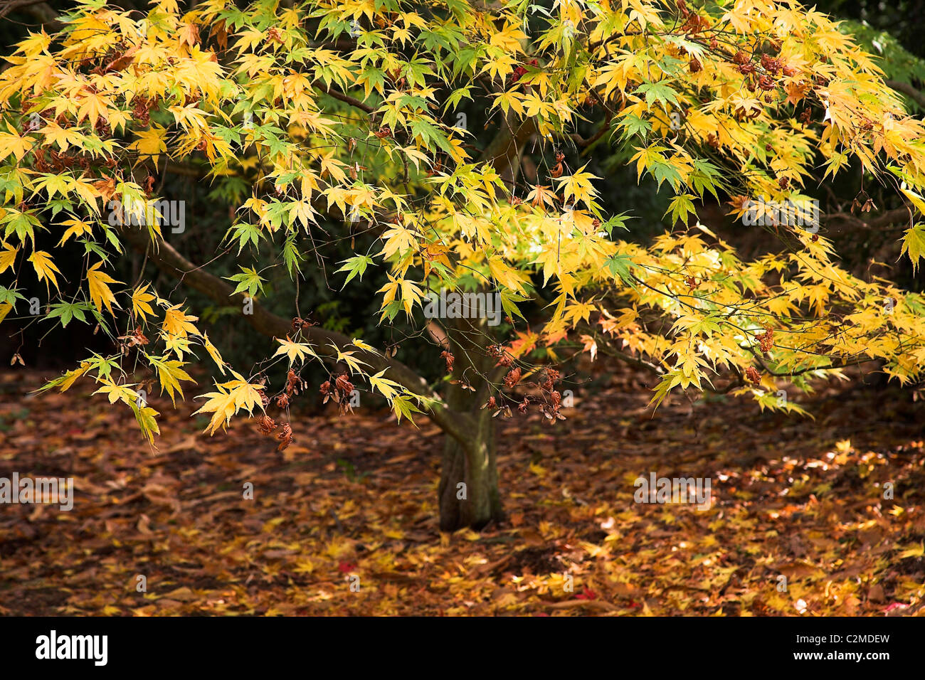 Golden acer trees hi-res stock photography and images - Alamy