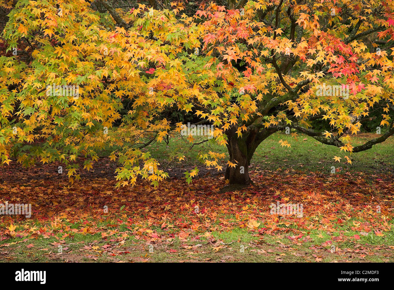 Japanese Maple Tree Stock Photo - Alamy