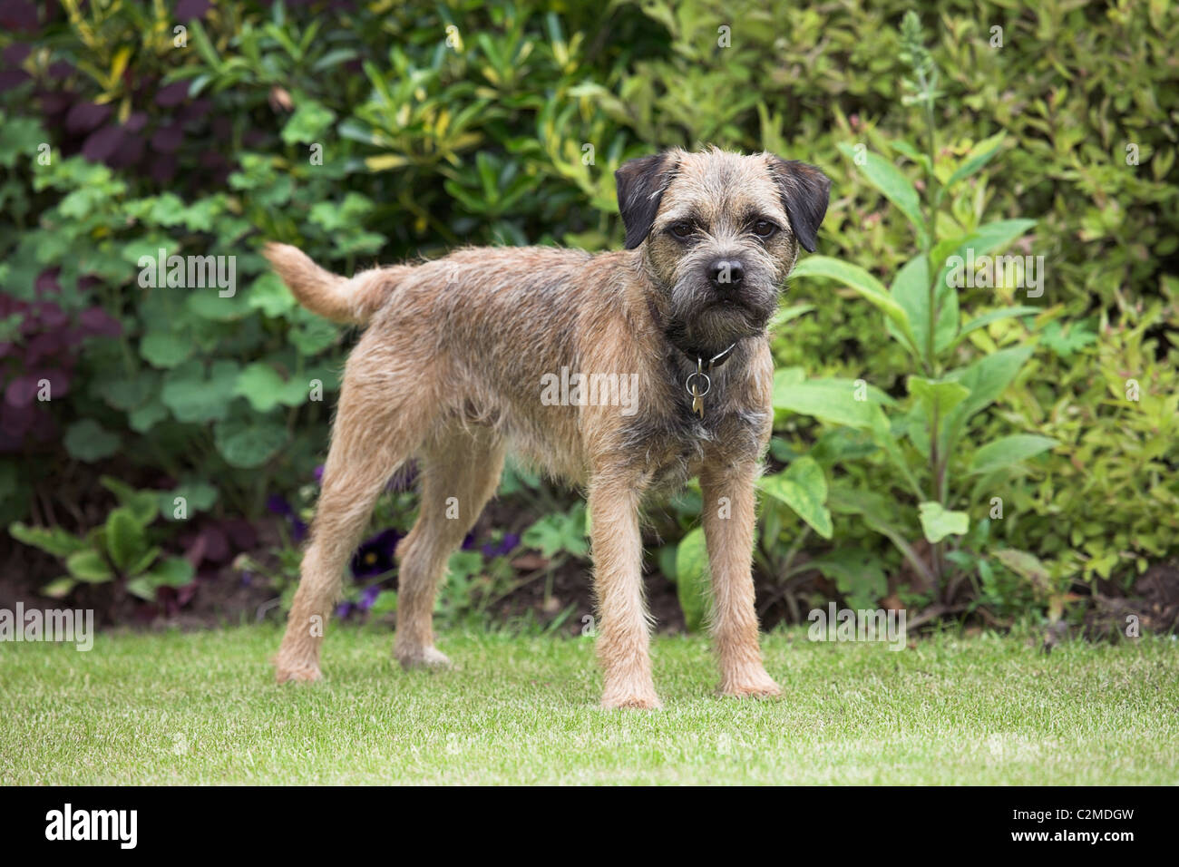 Mans best friend pics hi-res stock photography and images - Alamy