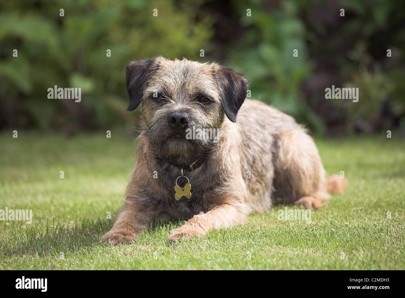 Best animal pics hi-res stock photography and images - Alamy