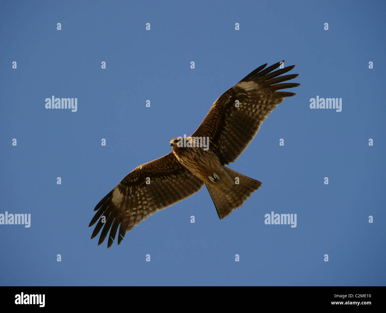 A Japanese hawk, taken near Enoshima Island on the Pacific coast of ...