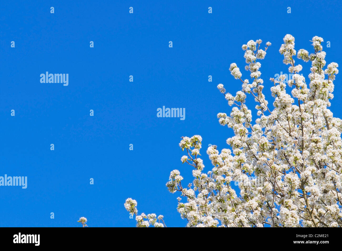 Portland, Oregon, Usa; Pear Tree In Bloom Stock Photo - Alamy