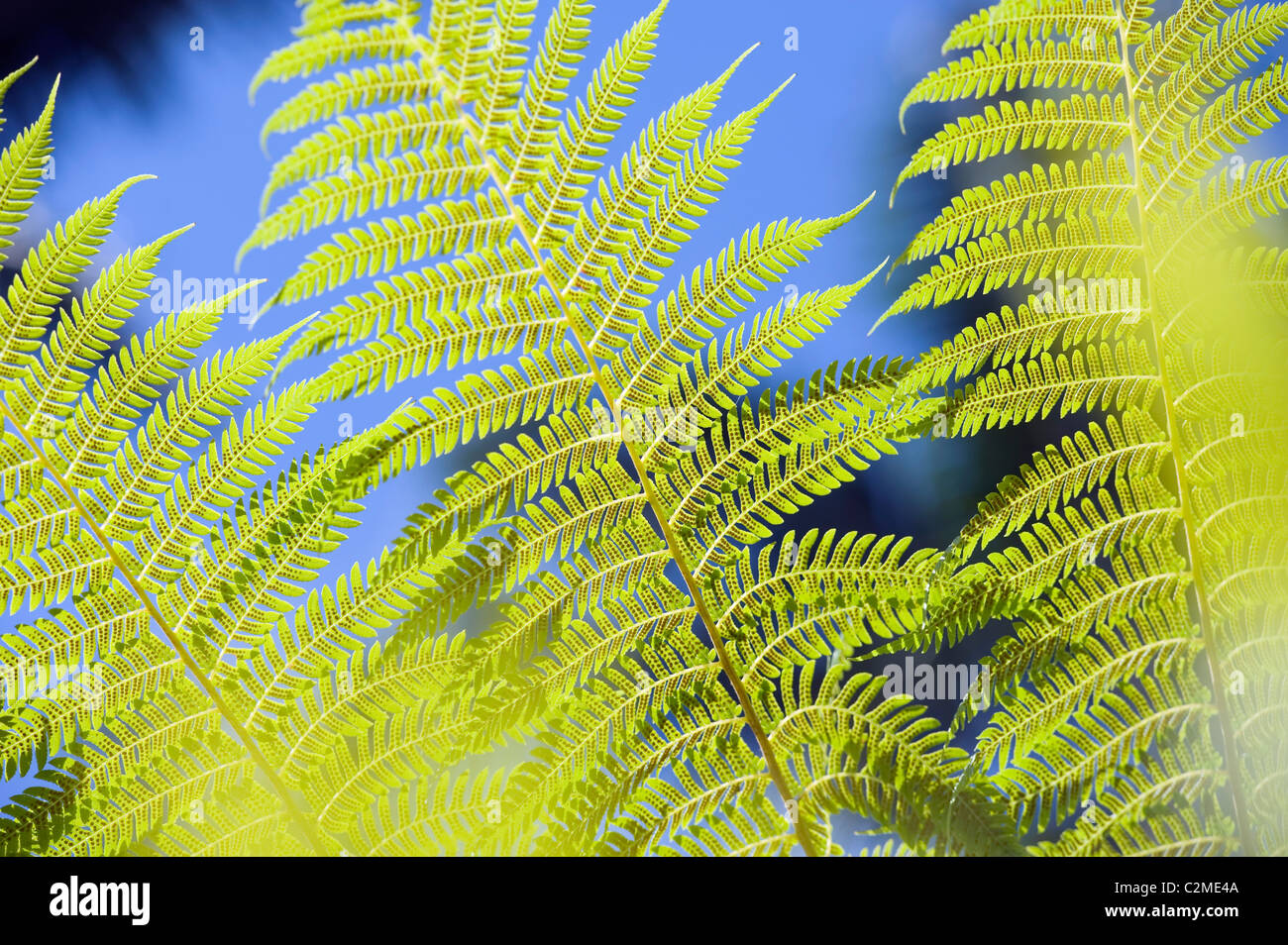 Maui, Hawaii, Usa; Fern Detail Stock Photo - Alamy