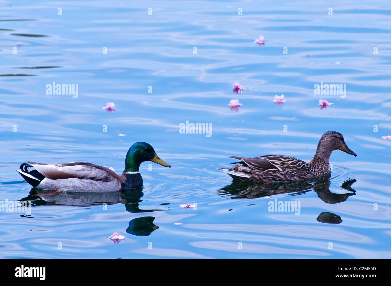 Crystal Springs, Portland, Oregon, Usa; Female And Male Mallard Ducks ...