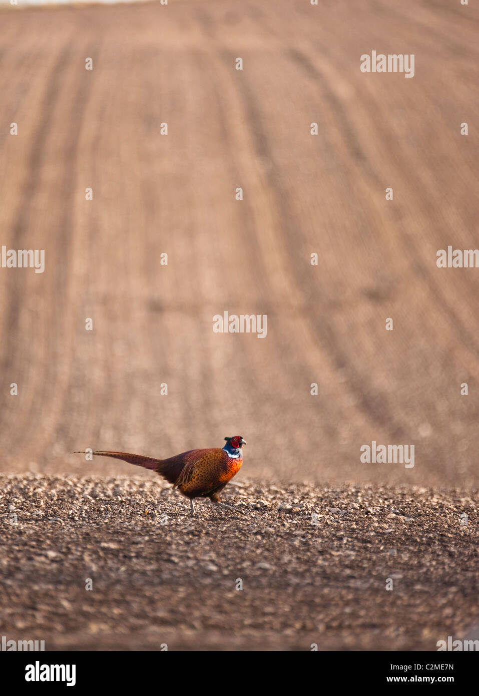 Pheasant Standing On The Ground Stock Photo - Alamy