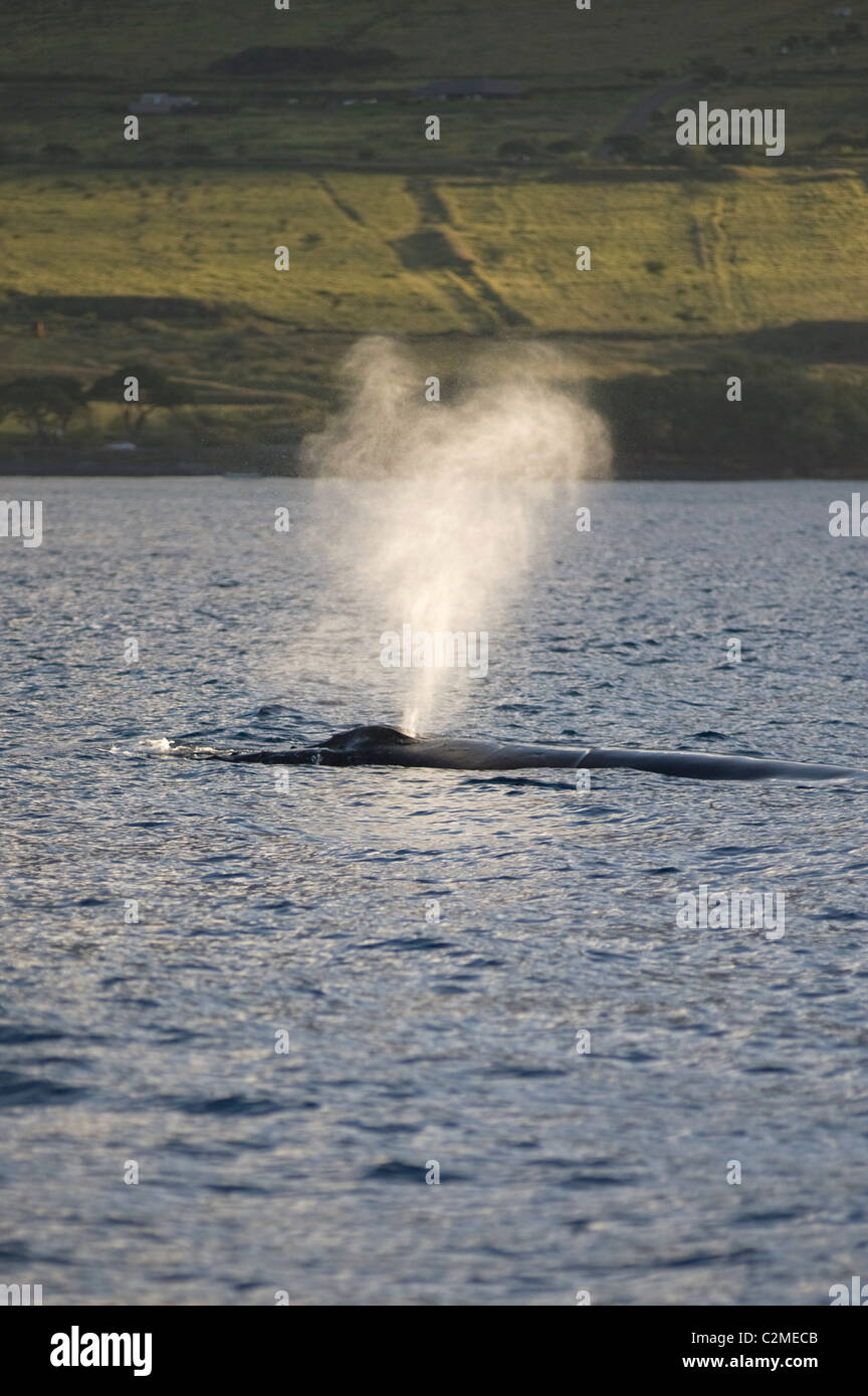 Whale spraying water hi-res stock photography and images - Alamy