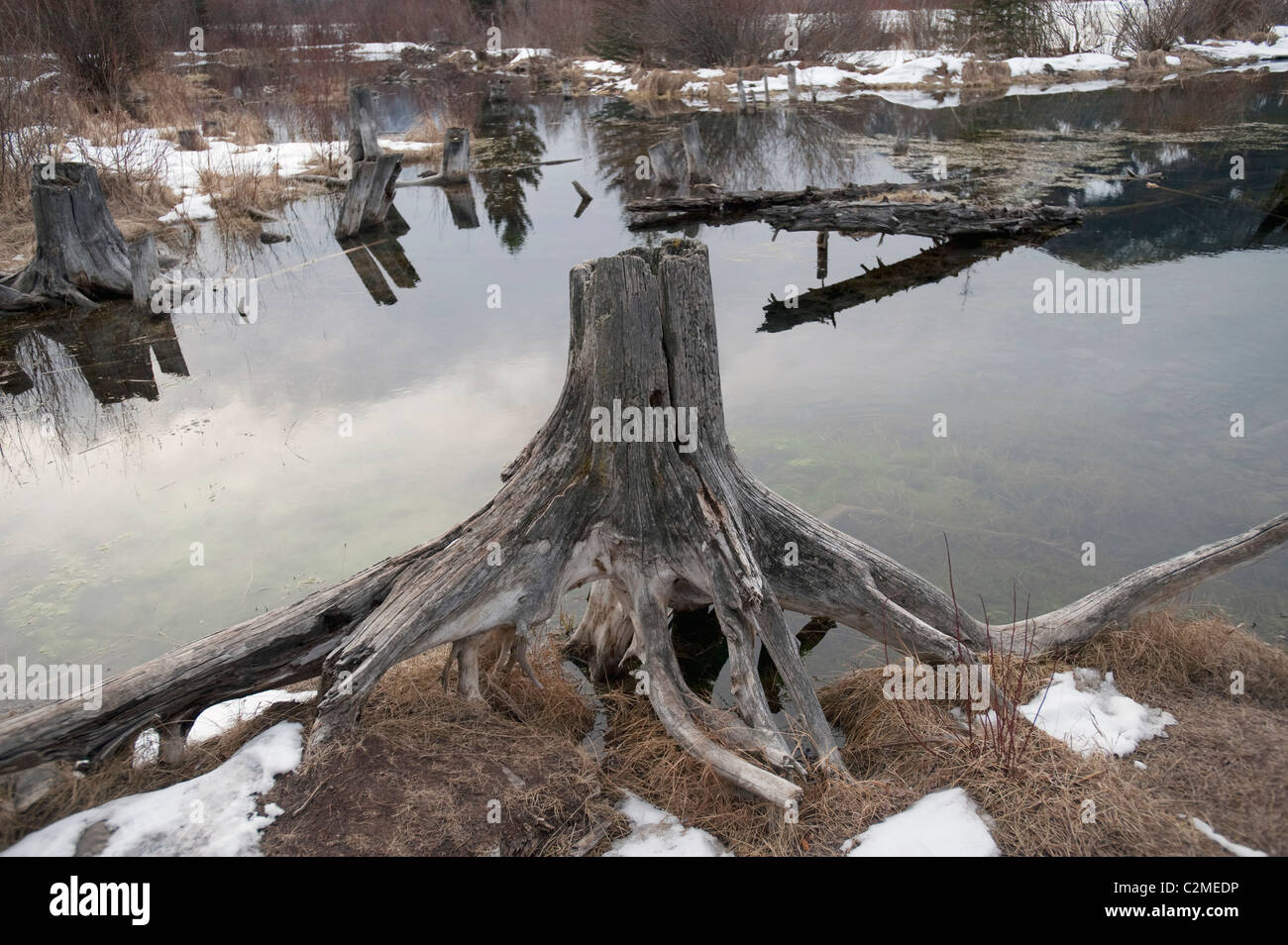 Banff, Alberta, Canada; Tree Stump In The Winter Stock Photo - Alamy