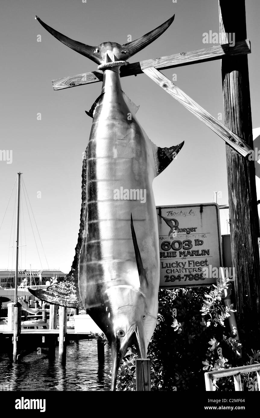 Trophy fish florida key hi-res stock photography and images - Alamy