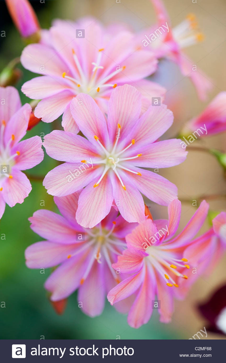 1000+ images about Lewisia on Pinterest | Perennials, Evergreen and ...