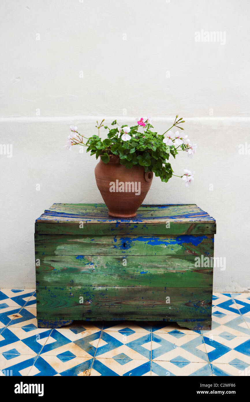 Plant Still Life, Morocco Stock Photo - Alamy