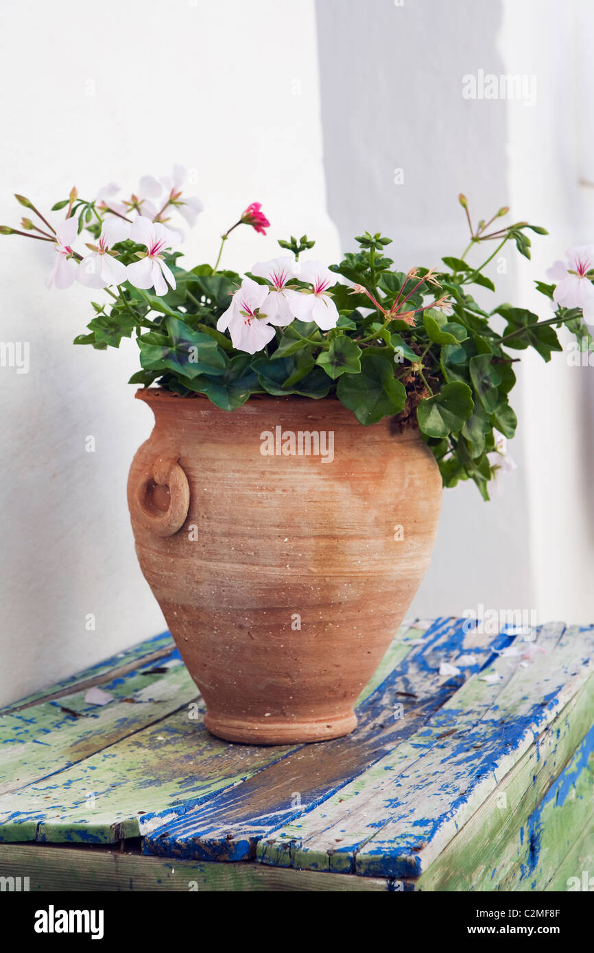 Still life flower pot hi-res stock photography and images - Alamy
