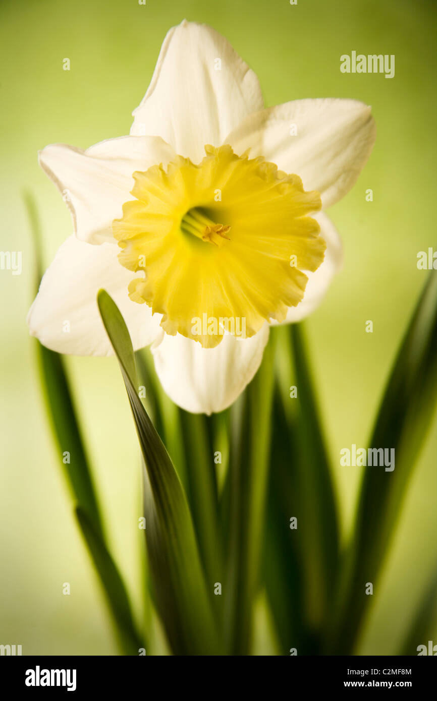 Daffodil with a spring feel Stock Photo - Alamy