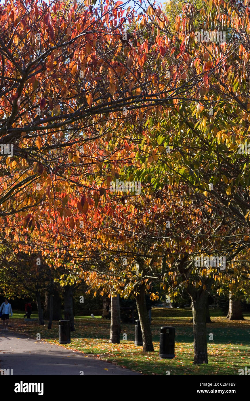 Trees in public park fall hi-res stock photography and images - Alamy