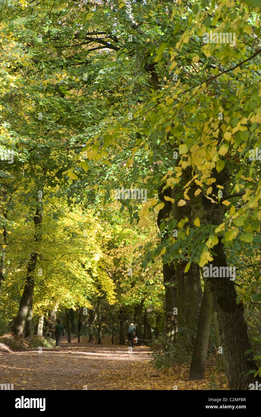 Autumn trees in Hampstead Heath Stock Photo - Alamy