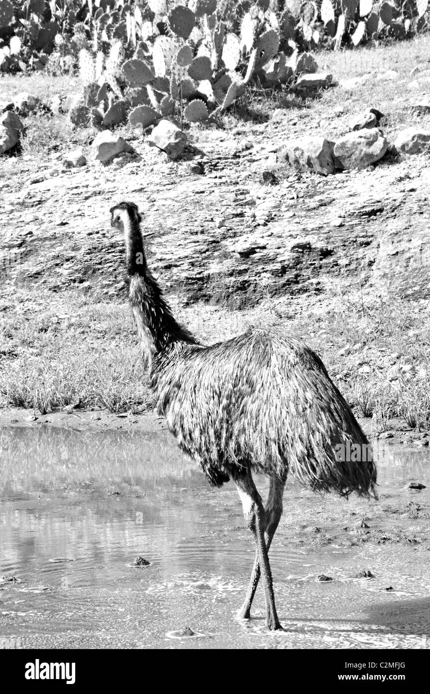 Emu drinking hi-res stock photography and images - Alamy