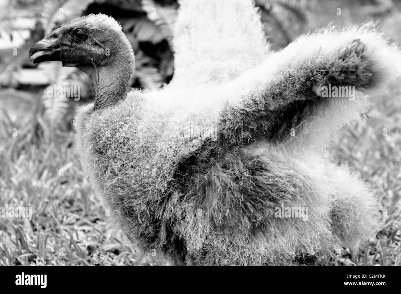 California Condor Baby Stock Photos & California Condor Baby Stock ...