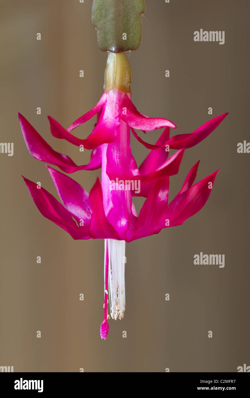 Abstract cactus hi-res stock photography and images - Alamy
