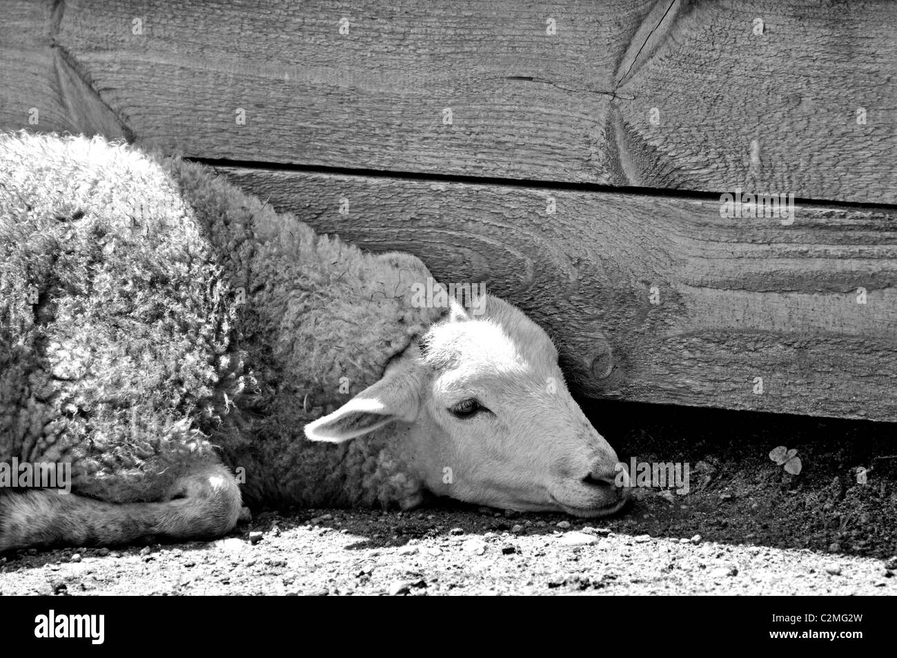 Sleeping in shade hi-res stock photography and images - Alamy