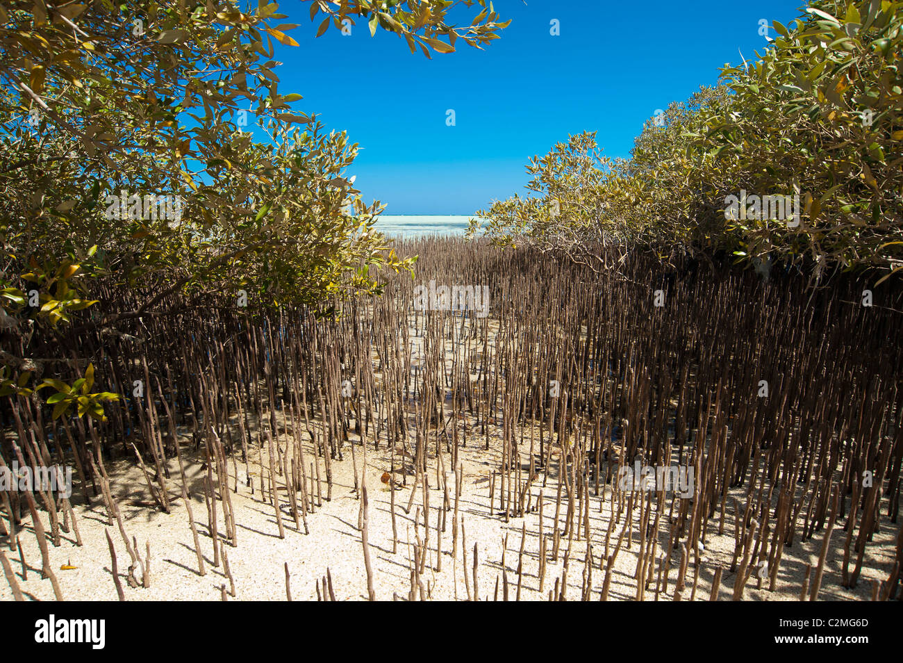 White mangrove tree with stilt roots in a tropical lagoon Stock Photo ...