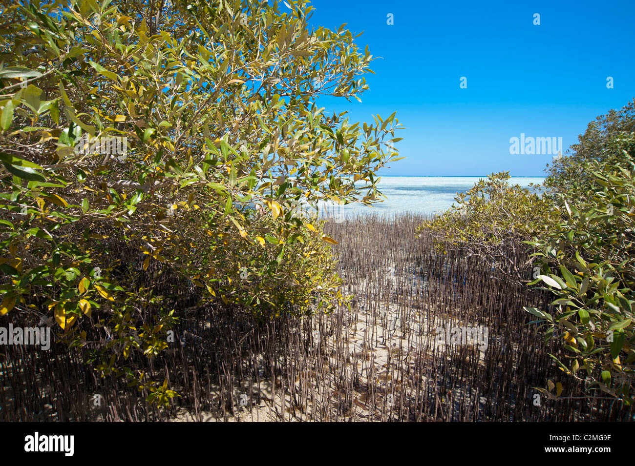 White mangrove tree with stilt roots in a tropical lagoon Stock Photo ...