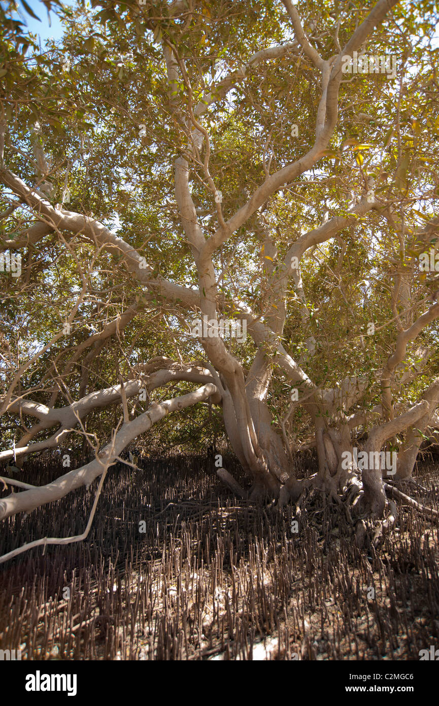 Trunk and branches under the foliage of a white mangrove tree Stock ...
