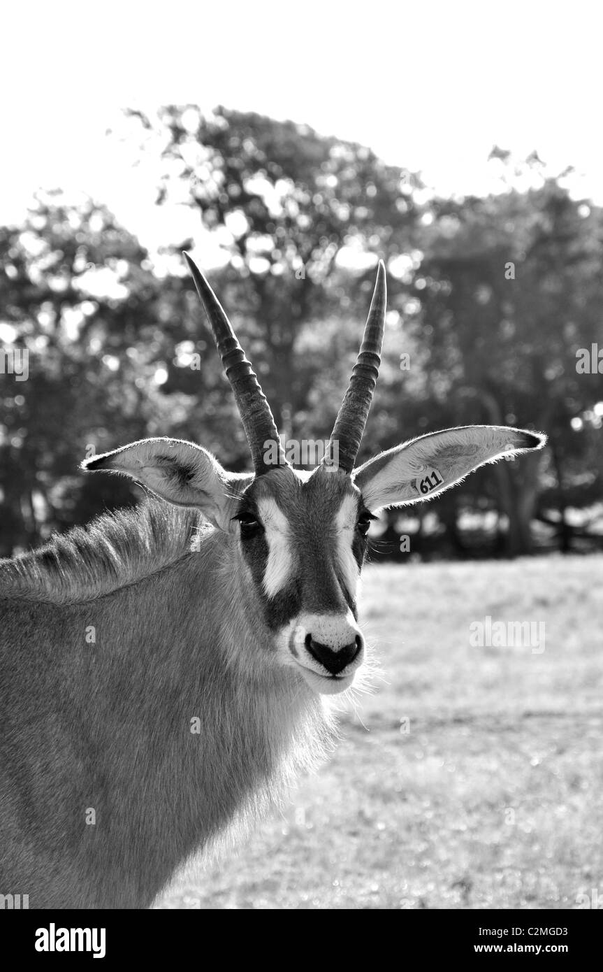 Hippotragus Bluebuck antelope Stock Photo - Alamy