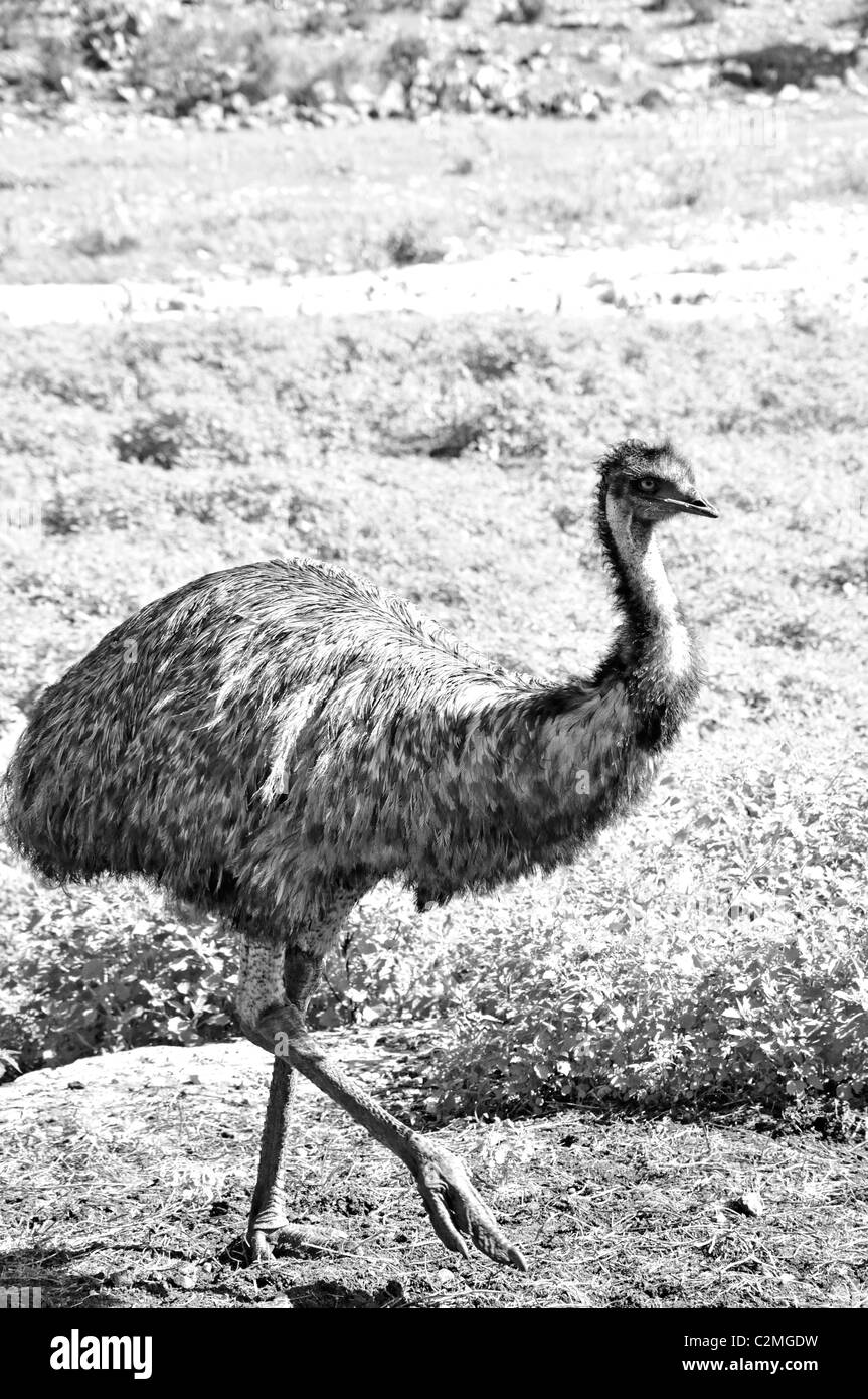 Australian Emu Black and White Stock Photos & Images - Alamy