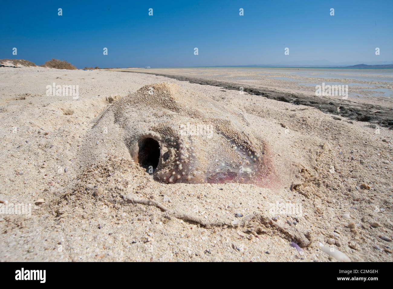 Dead stingray fish hi-res stock photography and images - Alamy